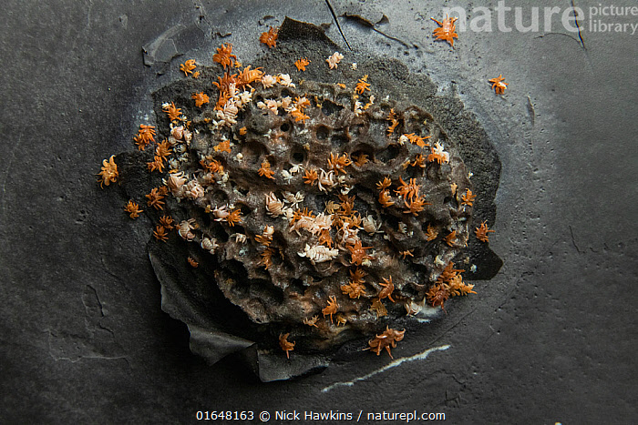 Stock photo of Cyamids (Cyamus sp.), also known as 'whale lice' cover ...