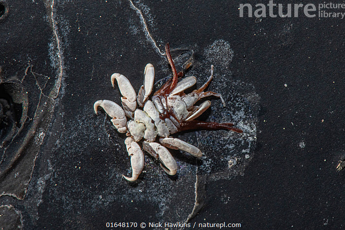 Stock photo of A cyamid (Cyamus sp.), also known as a 'whale louse ...