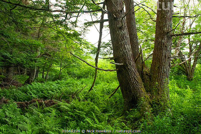 Stock photo of Old growth Acadian Forest growing alongside the St. Mary ...