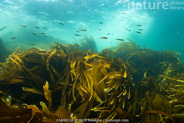Stock photo of School of juvenile Pollock (Pollachius pollachius ...
