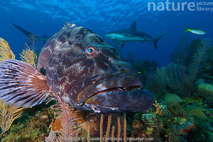 Caribbean Grouper