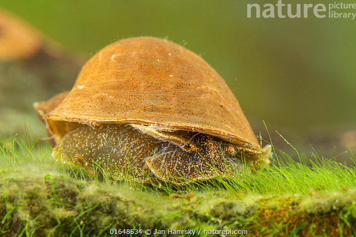 Stock photo of Freshwater snail (Radix auricularia), Europe, April ...