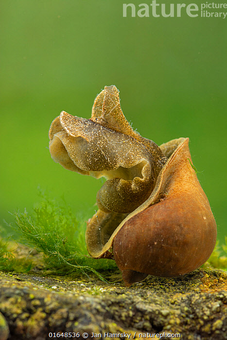 Stock photo of Freshwater snail (Radix auricularia), Europe, April ...