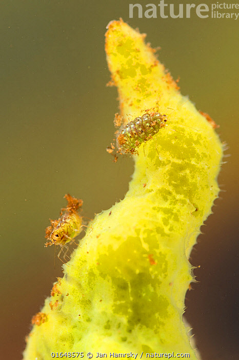 Stock photo of Spongillafly larvae (Sisyra fuscata) feeding on ...