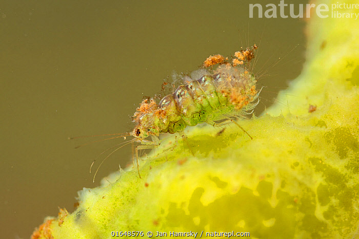 Stock photo of Spongillafly larva (Sisyra fuscata) feeding on ...