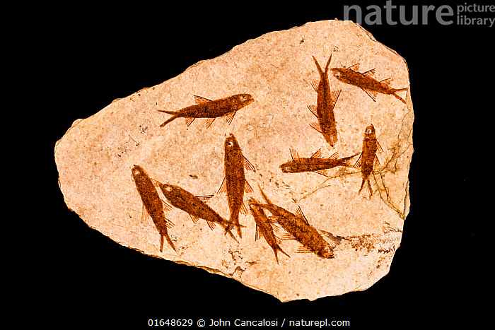 Stock photo of Fossil (Knightia sp) from Eocene 50 million year old ...