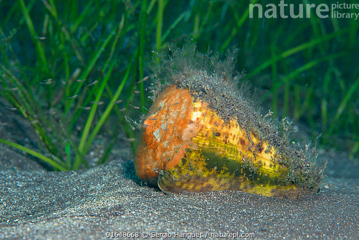 Stock photo of Butterfly cone shell (Conus pulcher canariensis ...