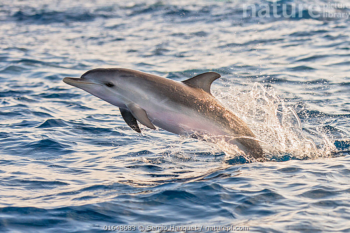 Atlantic Spotted Dolphin Jumping