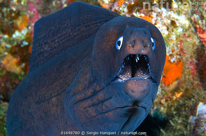 Black Eel