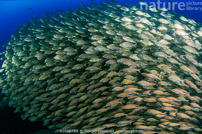 Stock photo of Shoal of Bastard grunt (Pomadasys incisus) and Axillary ...