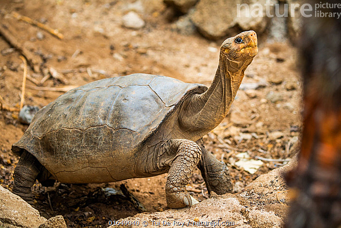 Stock photo of Fernandina giant tortoise (Chelonoidis fantasticus ...