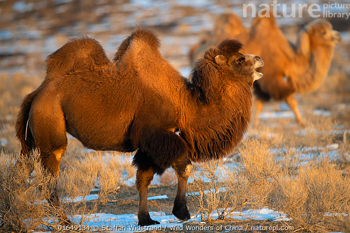 Stock photo of Bactrian camel (Camelus bactrianus) male, a 'wild living ...