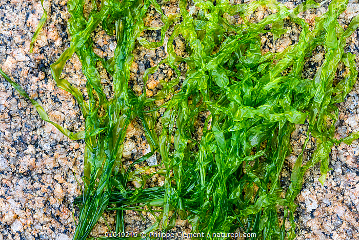 Stock photo of Gutweed / Sea lettuce (Ulva intestinalis / Enteromorpha ...