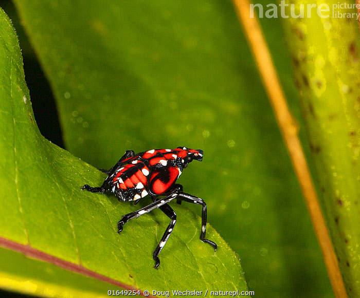 Stock photo of Spotted lanternfly (Lycoma delicatula) fourth instar ...
