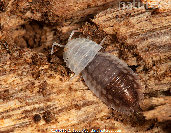 Stock photo of European woodlouse (Oniscus asellus) moulting in log ...