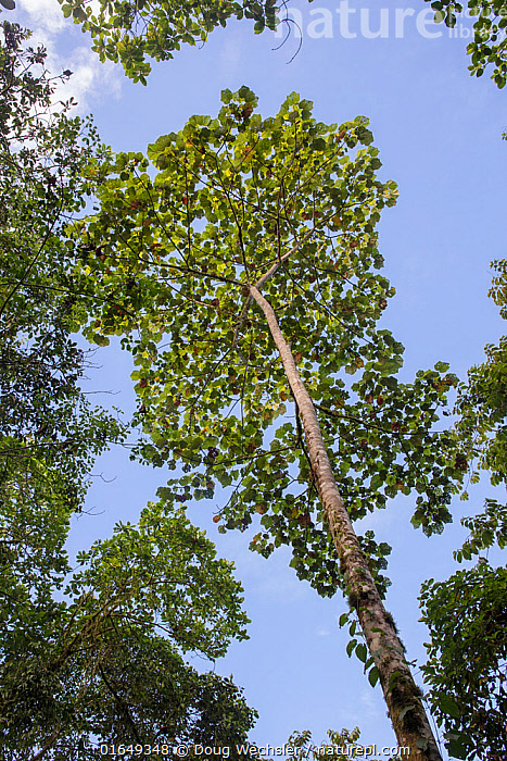 Stock photo of Balsa tree (Ochroma pyramidale) Buenaventura Reserve ...