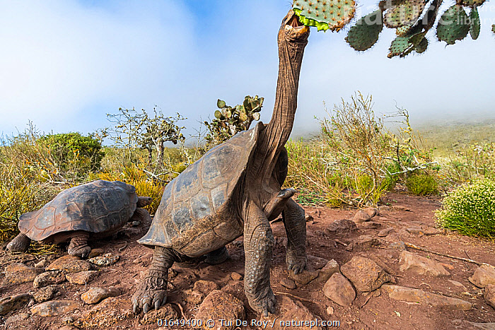 Stock photo of Pinzon giant tortoise (Chelonoidis duncanensis) feeding ...