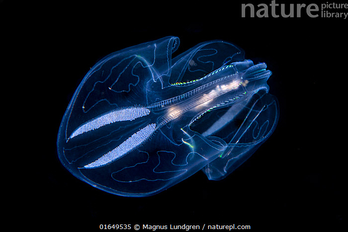 Stock photo of Comb jelly (Ocyropsis fusca) Balayan Bay, off Anilao ...