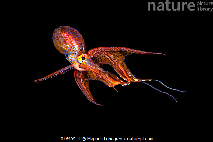 Stock photo of Pelagic blanket octopus (Tremoctopus gracilis) female in ...