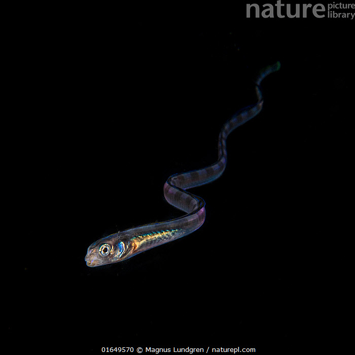 Stock photo of Snake blenny (Xiphasia setifer) juvenile free swimming ...