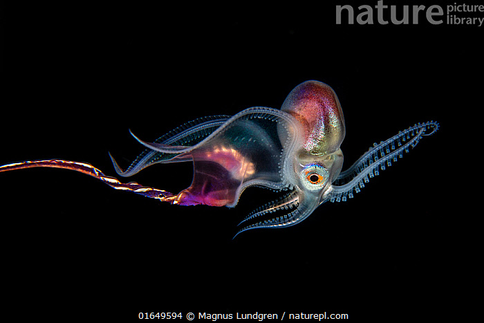 Stock photo of Pelagic blanket octopus (Tremoctopus gracilis) female ...