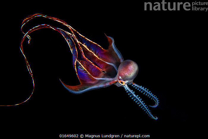 Stock photo of Pelagic blanket octopus (Tremoctopus gracilis) female in ...