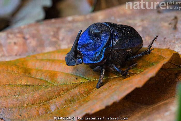 Stock photo of Giant Amazon scarab beetle (Coprophanaeus lancifer ...