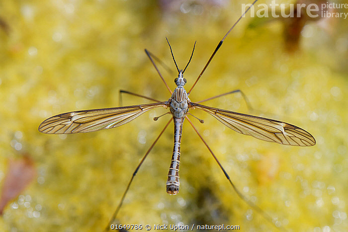 Stock photo of Cranefly (Tipula lateralis) male, of a distinctively ...
