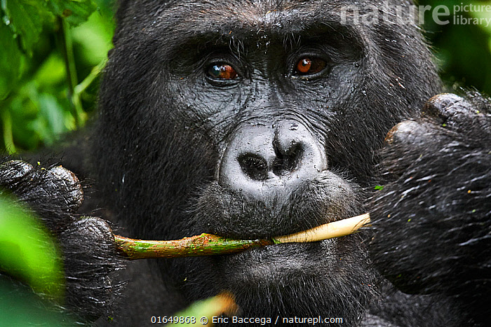 Mountain Gorilla Silverback