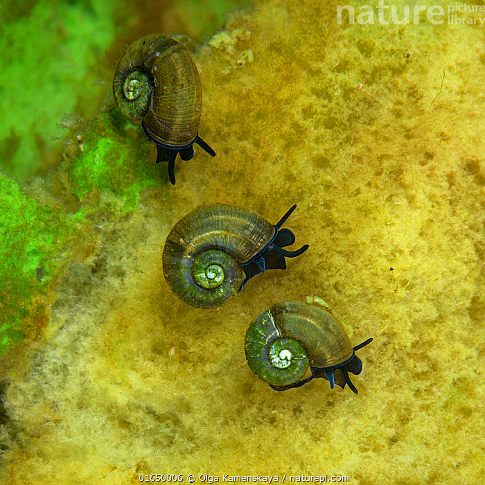 Stock photo of Freshwater snails (Megalovalvata baicalensis) Lake ...