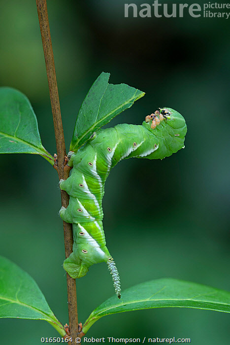 Stock photo of Plain grey hawkmoth larva (Psilogramma increta ...