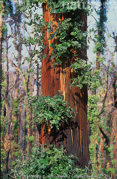 Stock photo of Severely burnt Eucalyptus tree re-sprouting from ...