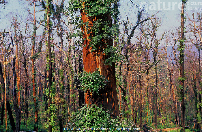 Stock photo of Severely burnt Eucalyptus tree re-sprouting from ...