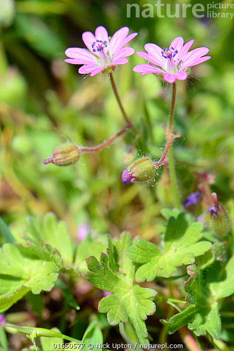 Stock photo of Dove's-foot cranesbill (Geranium molle) flowering in a ...