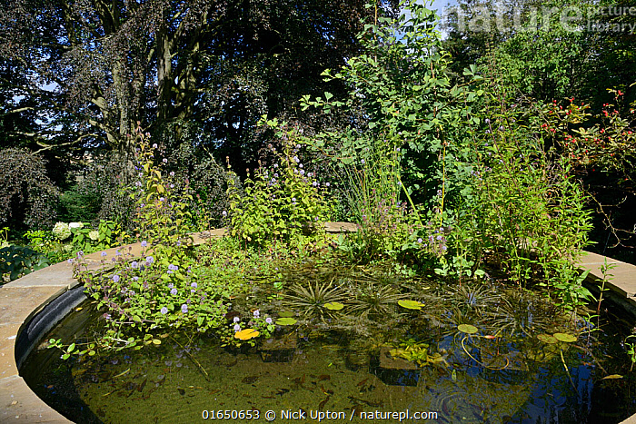 Stock photo of Water mint (Mentha aquatica) flowering in a garden pond ...
