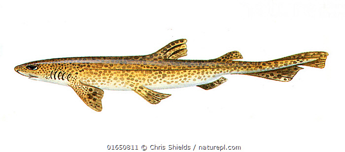 Stock photo of Illustration of Dogfish (Scyliorhinus caniculus ...