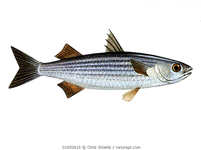 Stock photo of Illustration of Thick-lipped mullet (Chelon labrosus ...