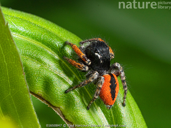 Stock photo of Jumping spider (Philaeus chrysops) Umbria, Italy, May ...