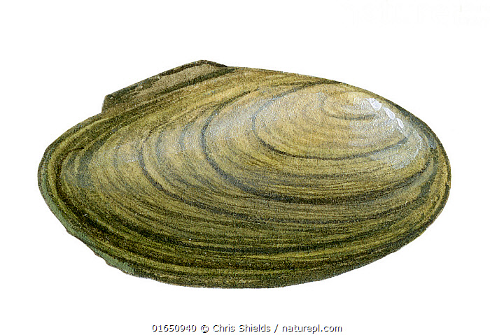 Stock photo of Illustration of Depressed mussel (Anadonta complanata ...