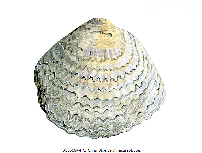 Stock photo of Illustration of Common oyster (Ostrea edulis). Available ...