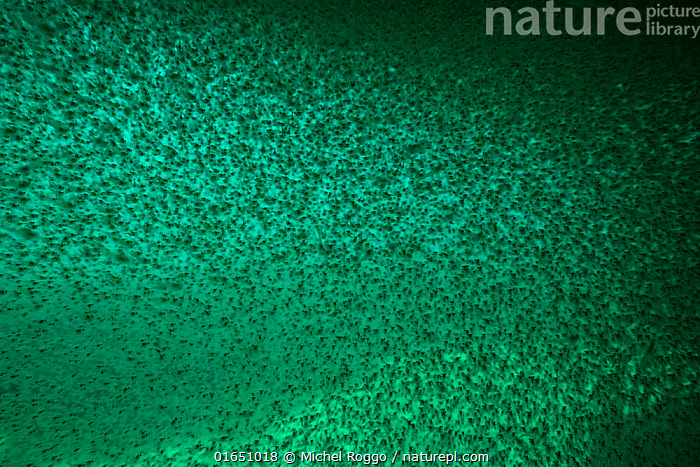 Stock photo of Dense swarm of shrimp-like crustaceans, several square ...