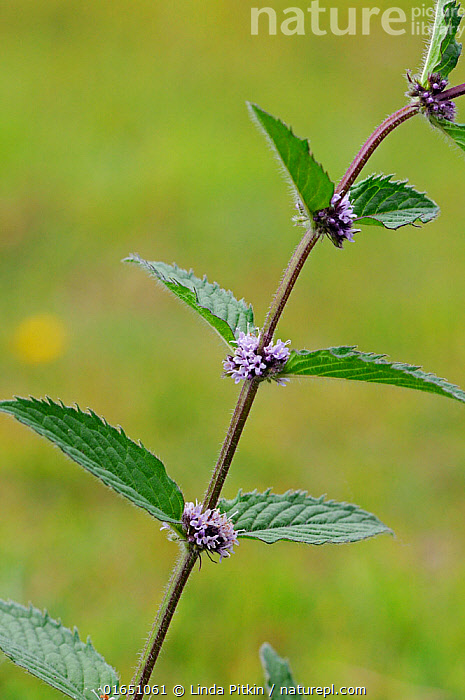 Stock photo of Bushy mint, a hybrid mint(Mentha arvensis x spicata = M ...