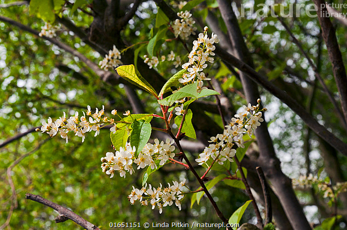 Stock photo of Bird cherry (Prunus padus) tree in flower, Priest Hill ...