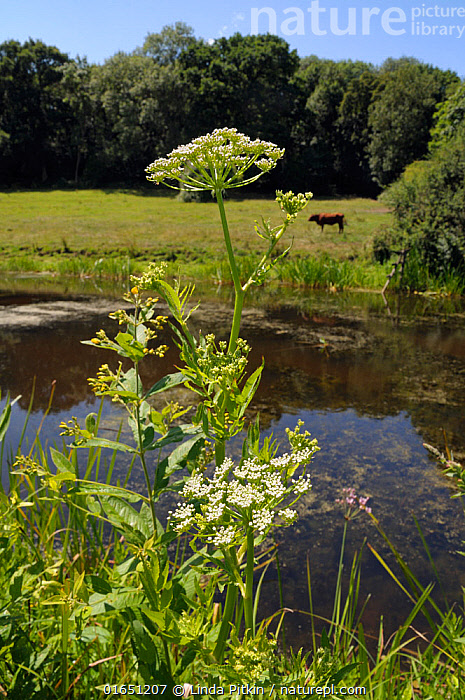 Stock photo of Greater water-parsnip (Sium latifolium) locally rare ...
