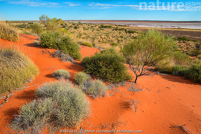 Stock photo of Little Sandy Desert, Kimberley, Western Australia. March ...