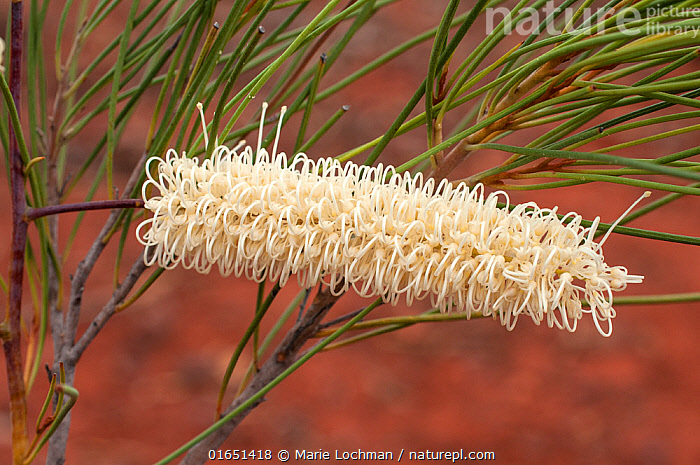 Stock photo of Grevillea (Grevillea pterosperma) Goldfields region ...