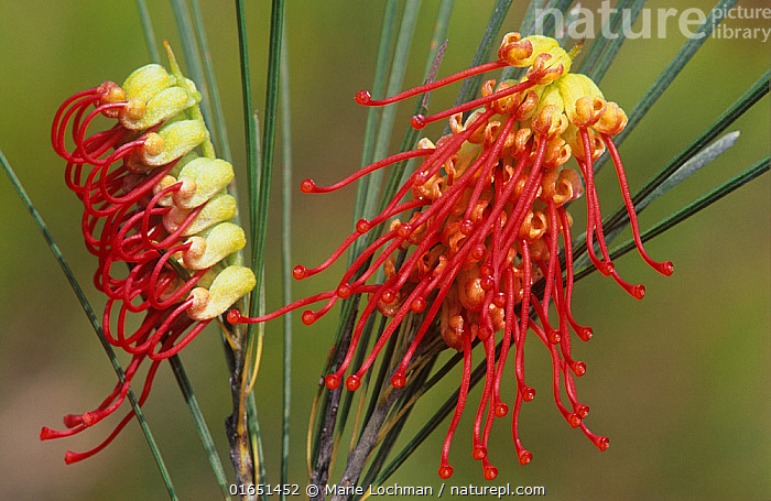Stock photo of Scarlet grevillea (Grevillea coccinea) Western ...