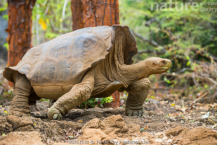 Stock photo of Floreana giant tortoise hybrid descendant (Chelonoidis ...