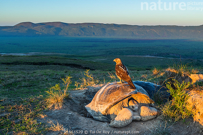 Stock photo of Galapagos hawk (Buteo galapagoensis) perched on ...