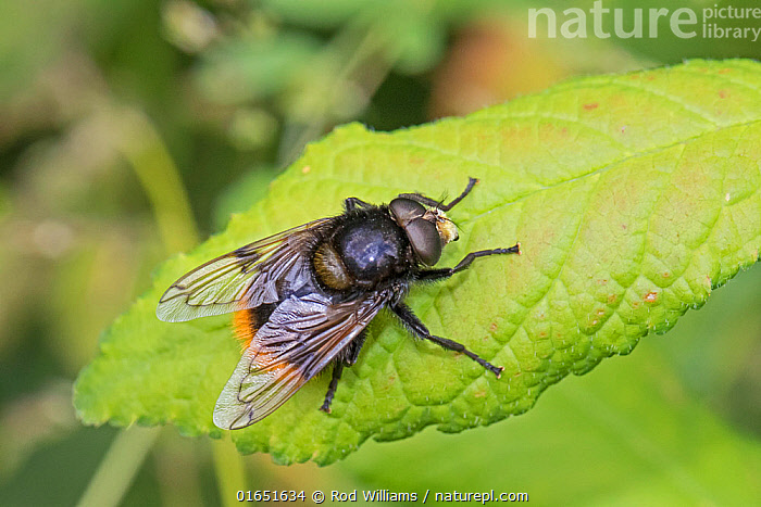 Stock photo of Bumblebee mimic hoverfly (Volucella bombylans) male ...